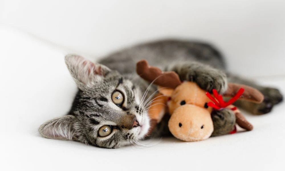 Cat Soft Toy Safety Guide: What Every Pet Parent Should Know - Luxury Stnd